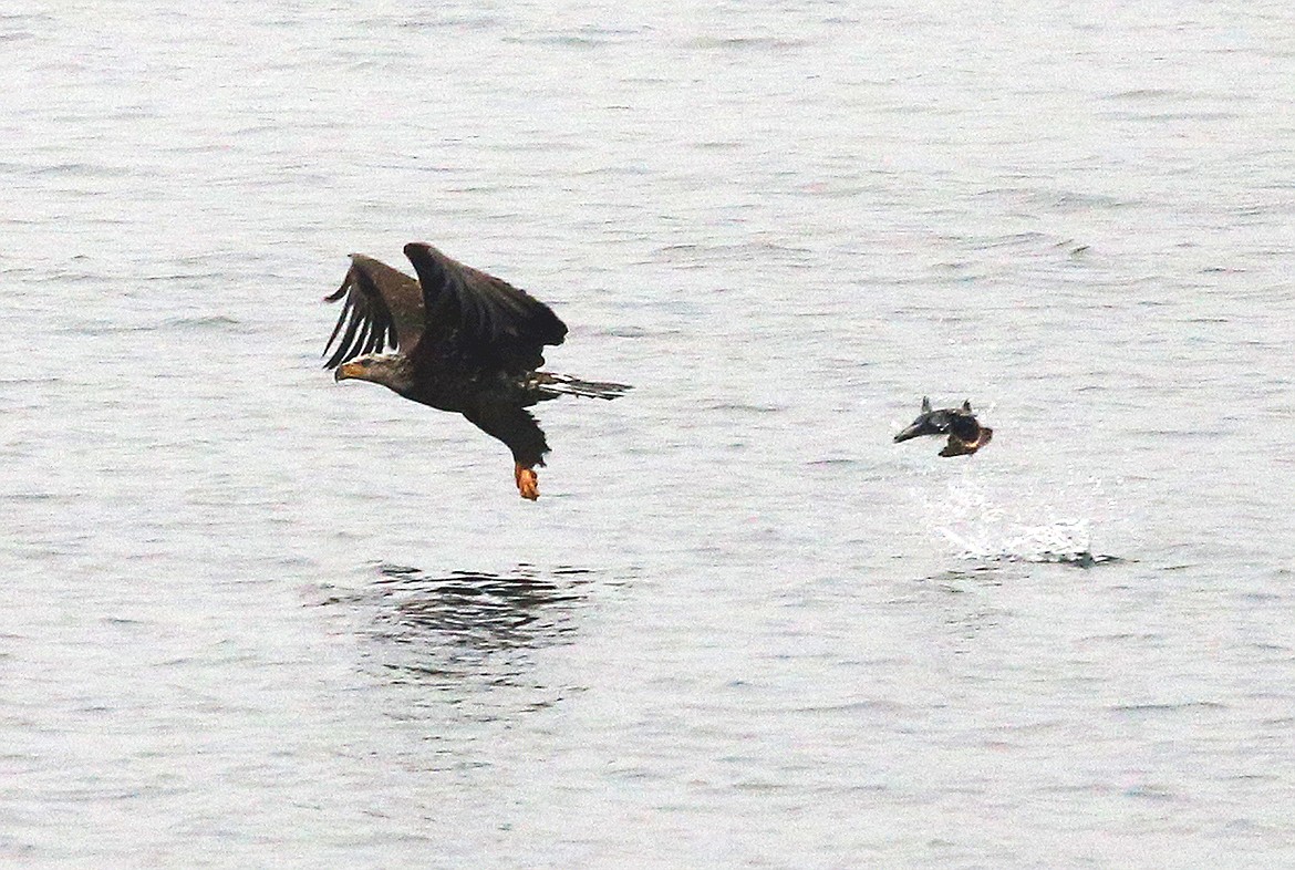 Soaring with eagles | Coeur d'Alene Press