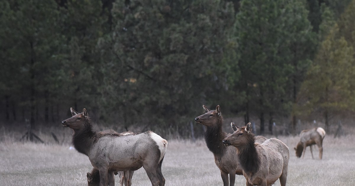Season extended for Elk B license holders | Valley Press/Mineral ...