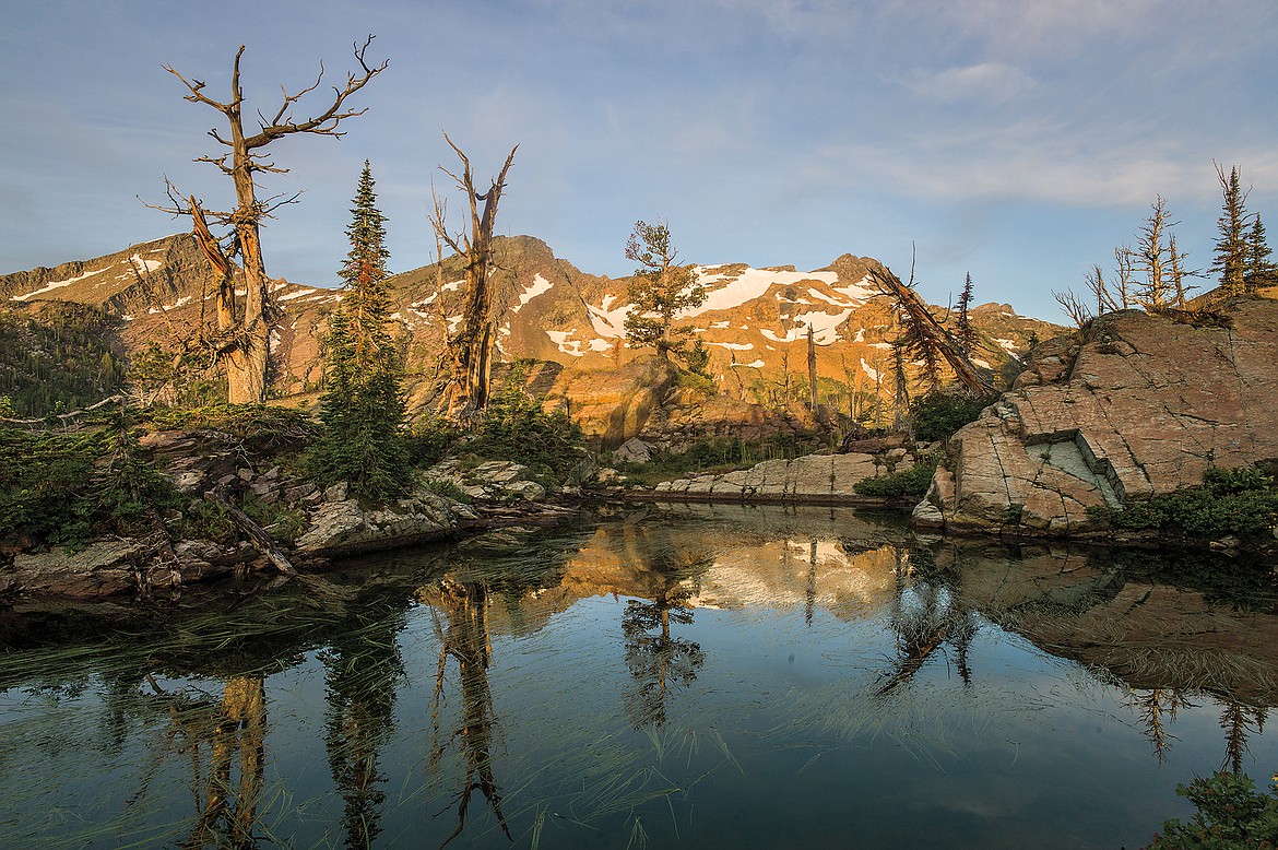 Feds propose listing whitebark pine under Endangered Species Act, but ... Feds propose listing whitebark pine under Endangered Species Act, but ...