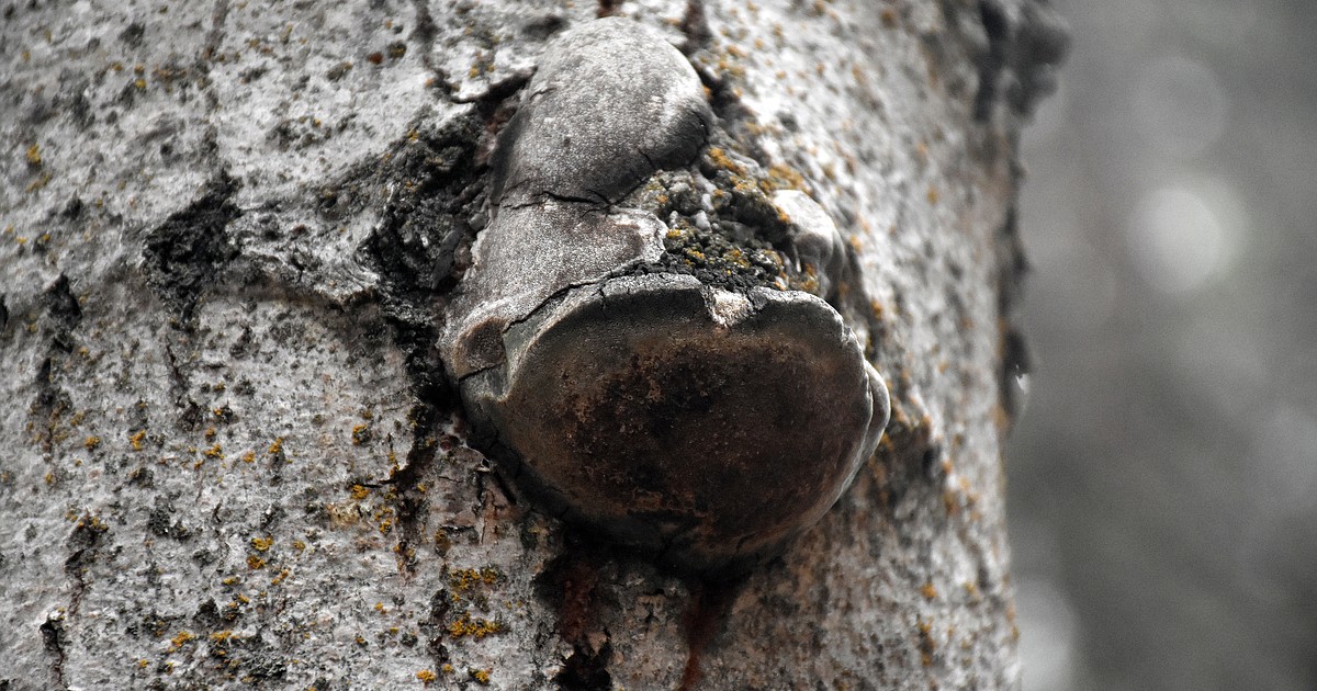 Conks growing out of a tree trunk means the tree is dying | Bonners ...