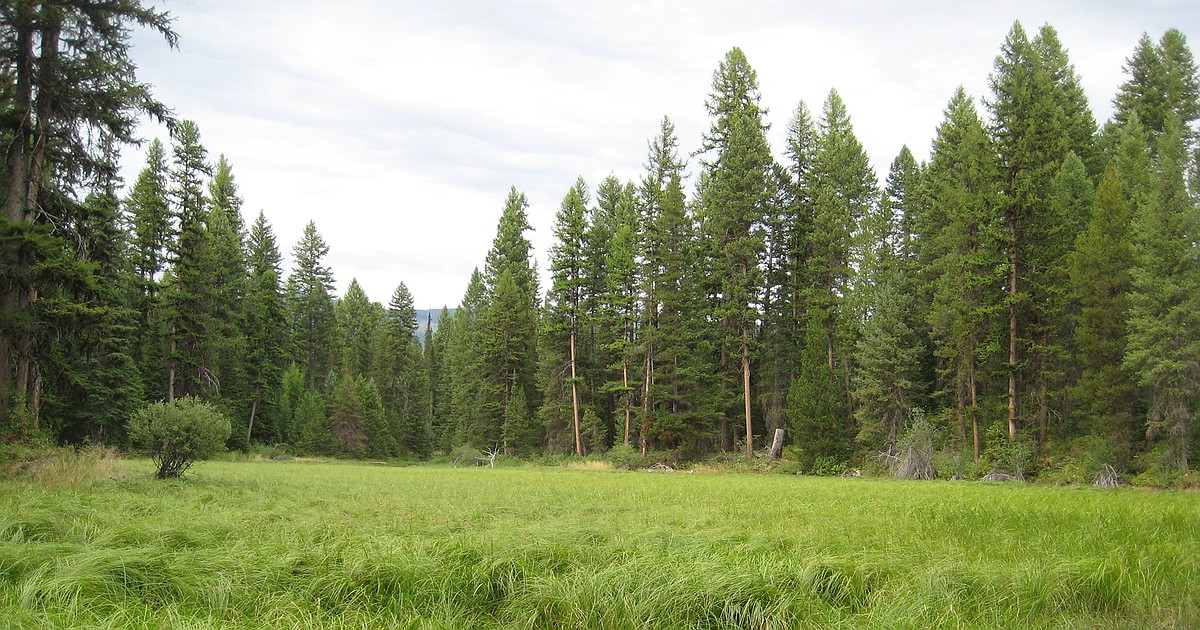 Conservation easement protects acreage along Stillwater | Whitefish Pilot