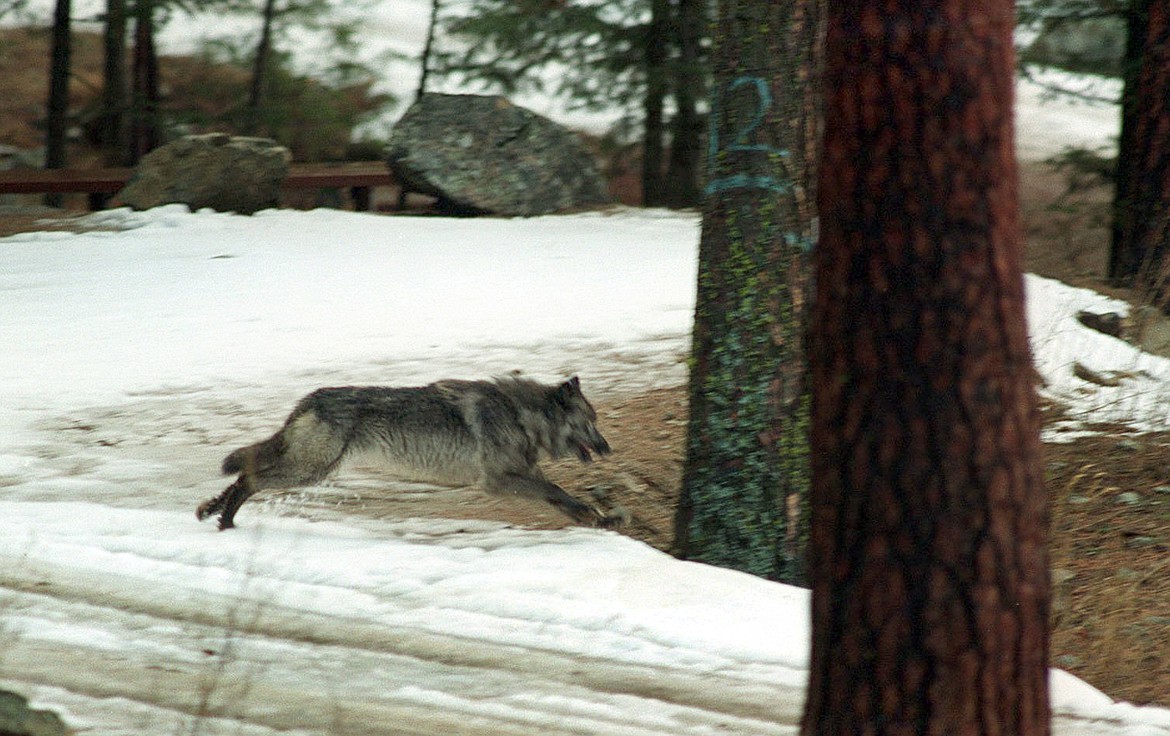 Idaho wolf population remains stable | Coeur d'Alene Press