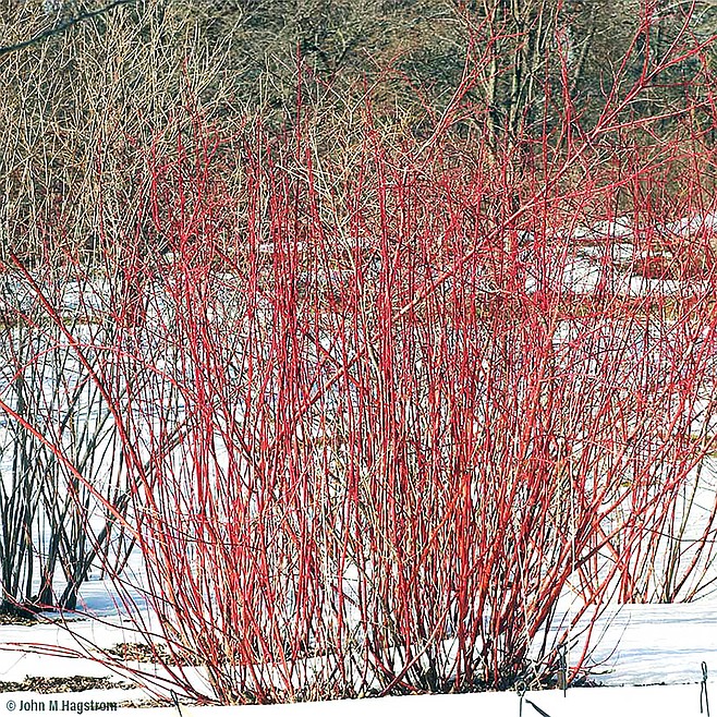 Red osier dogwood brightens winter background | Bonner County Daily Bee