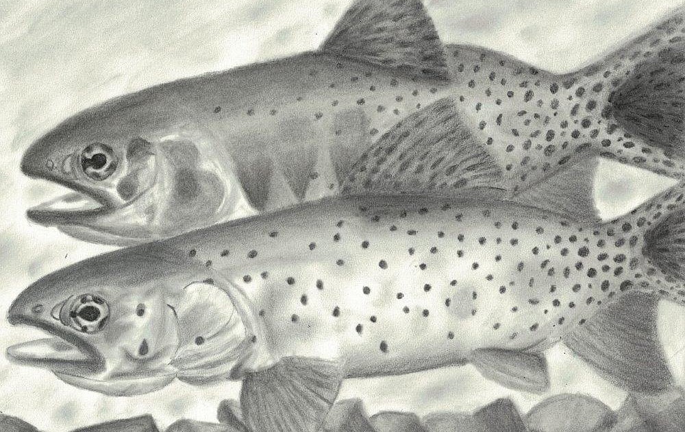 Entries sought for Montana State-Fish Art contest | Lake County Leader