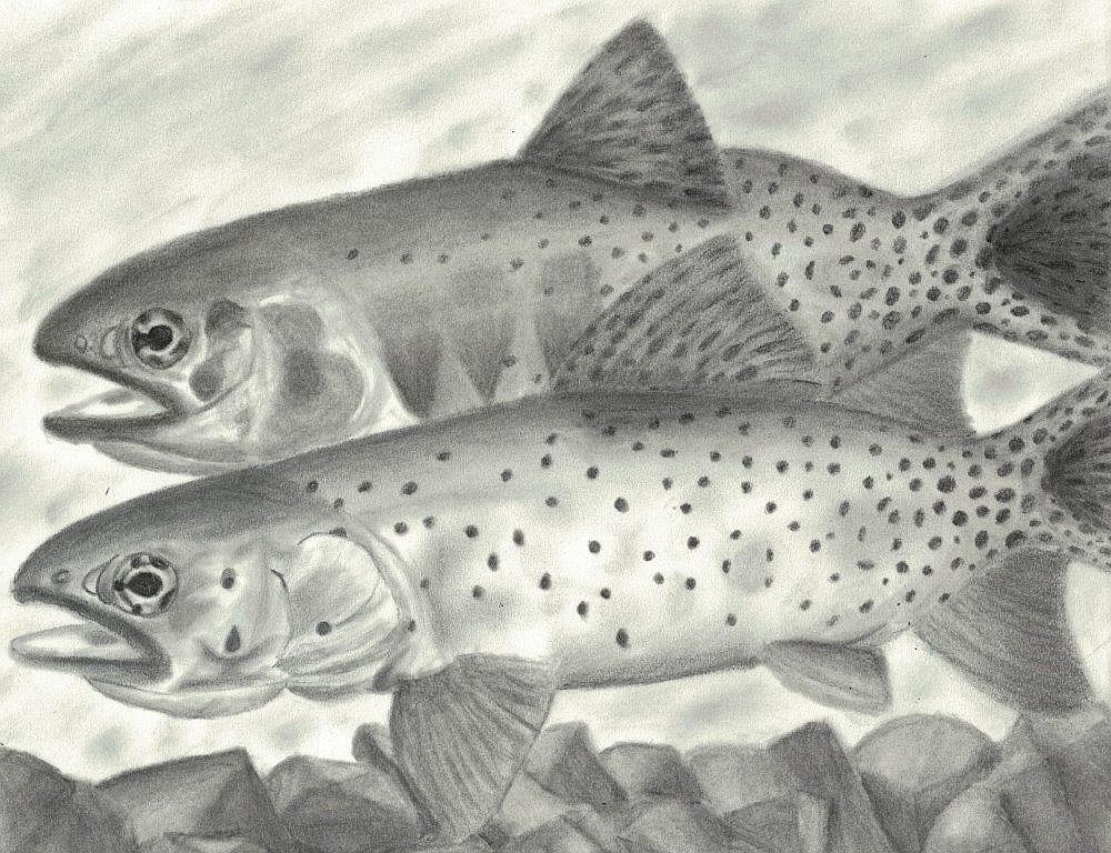 Entries sought for Montana State-Fish Art contest | Hagadone News Network