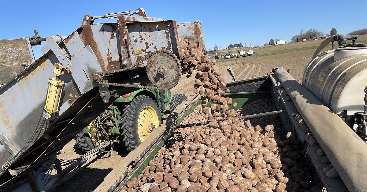 Planting potatoes in Pasco: Basin farmers sow thousands of tons of ...