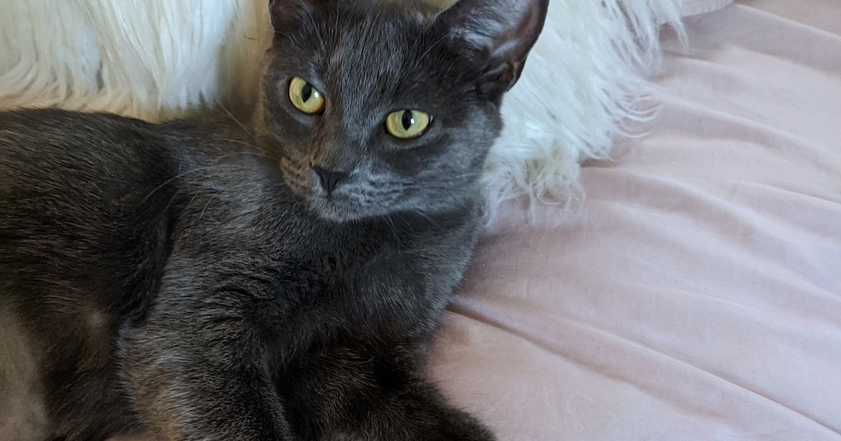 Cat Wranglers need your support | Hagadone News Network