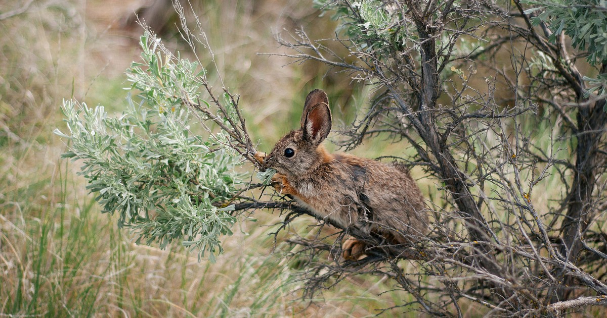 A place for pygmy rabbits: Gift of land near Quincy helps in species ...