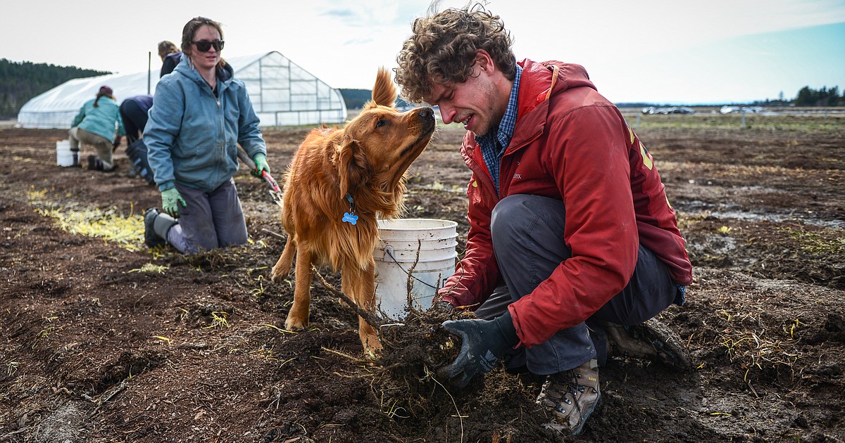 Whitefish farm launches retail partnership | Daily Inter Lake