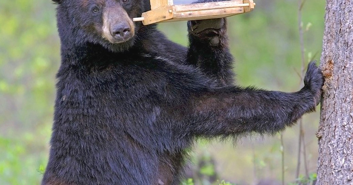 Be bear aware when you're out camping | Bonner County Daily Bee