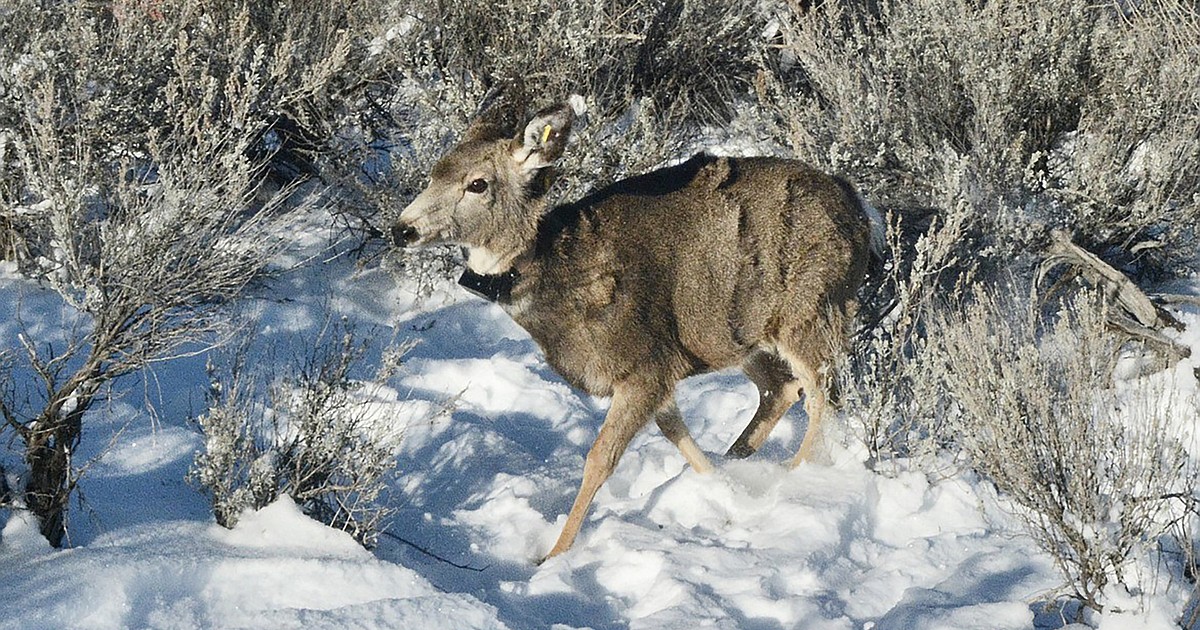 Epizootic hemorrhagic disease detected in white-tailed deer in Idaho ...