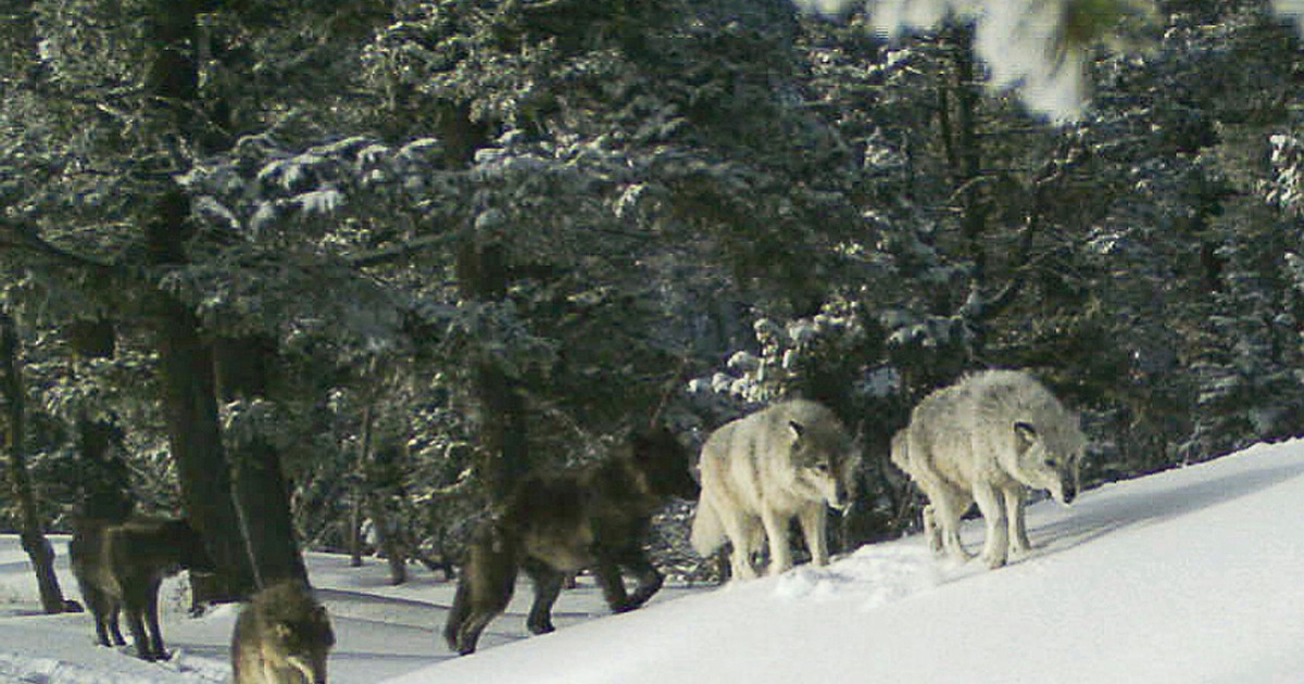 Study questions effectiveness of wolf hunting for livestock loss ...