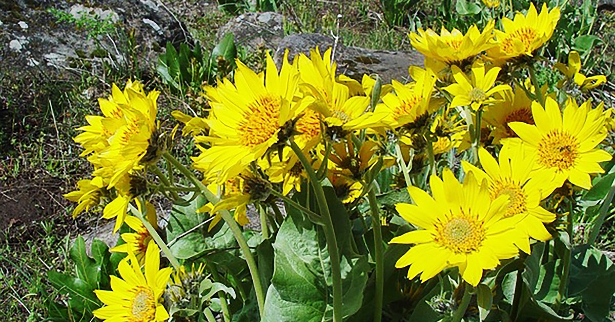 Arrowleaf Balsamroot brings splash of color to home | Bonner County ...