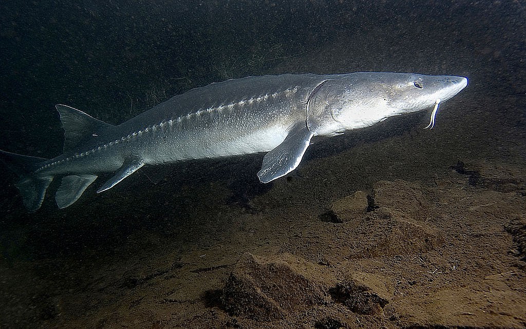 Critters of North Idaho: White Sturgeon | Coeur d'Alene Press