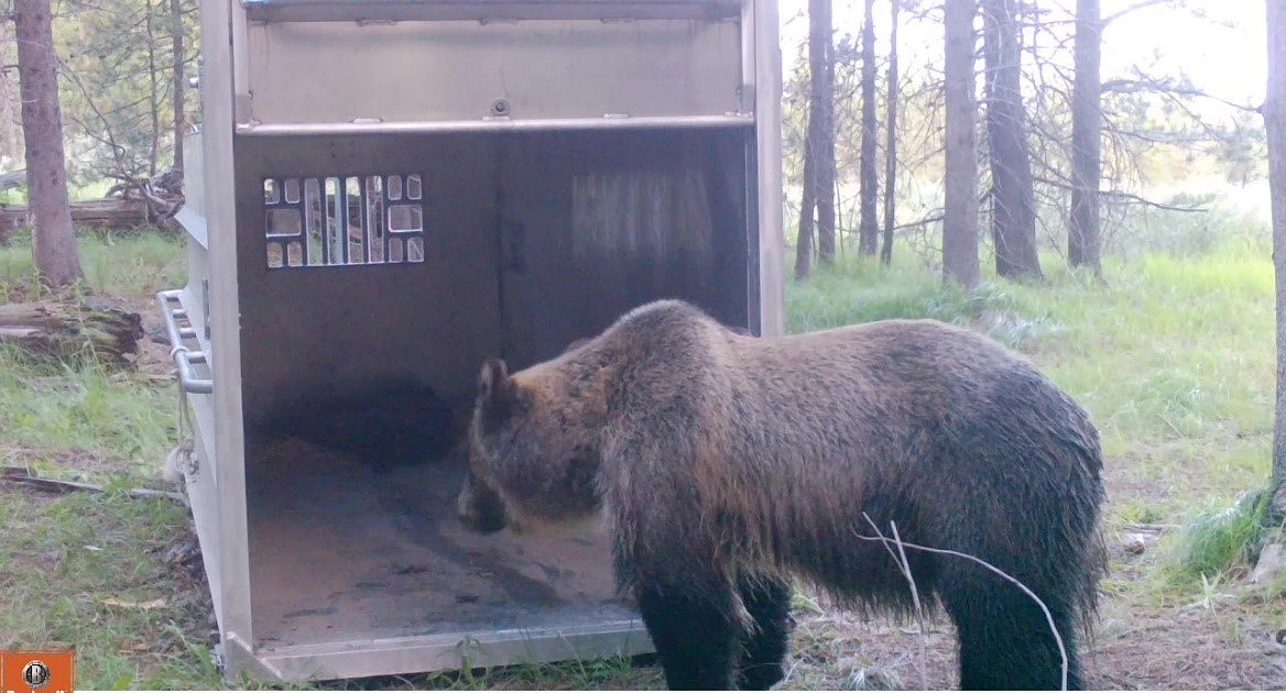 F&G begins annual grizzly bear research | Bonner County Daily Bee