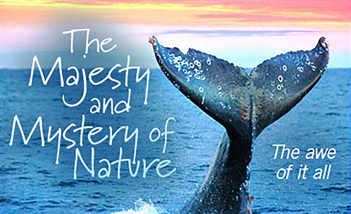 Majesty and mystery of nature celebrated at Lifetree Café | Hagadone ...