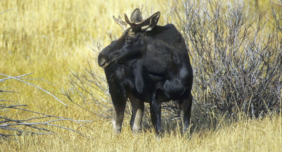 Camper shoots aggressive moose | Bonner County Daily Bee