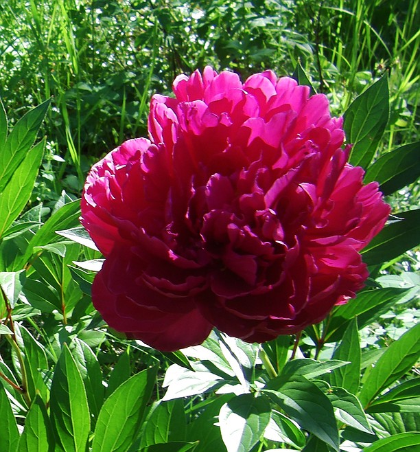 Peonies glorify summery June garden landscapes | Bonner County Daily Bee