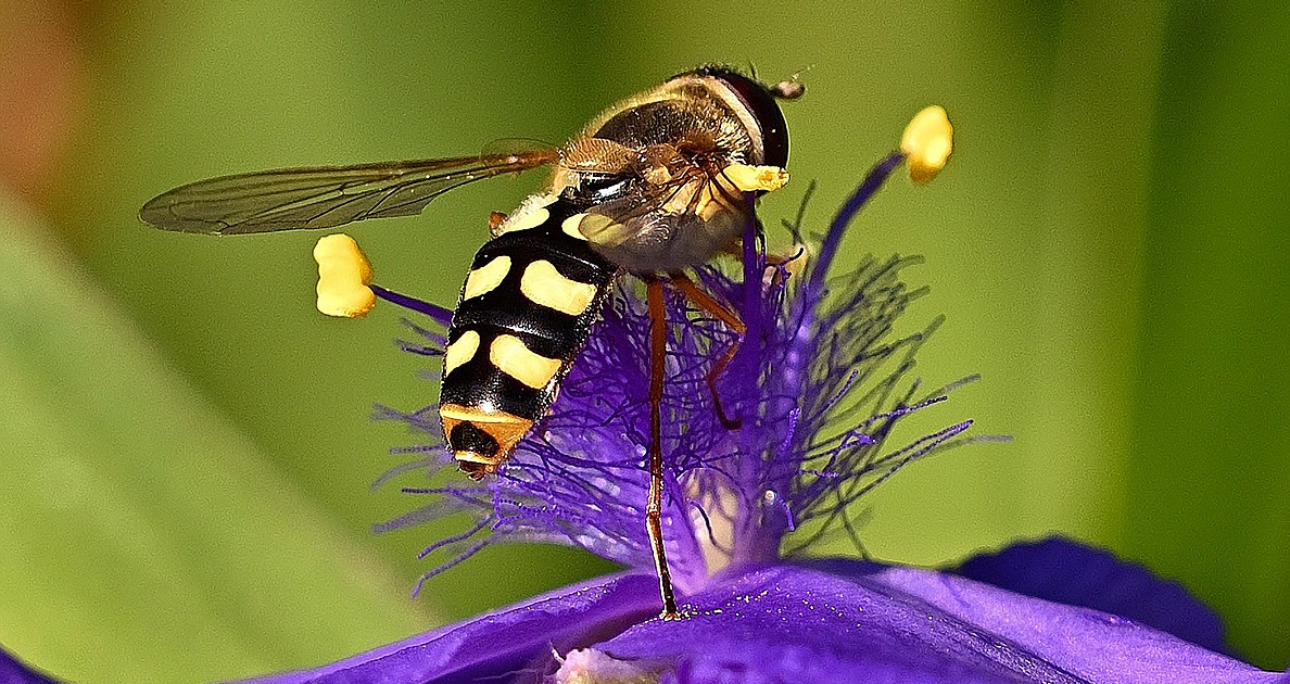 Bee-impersonating flies show pollinator potential | Basin Business ...