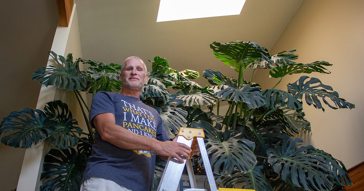 One serious plant: Monstera plants are behemoths, but not too hard to ...