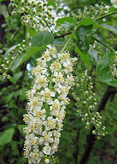 What's in a name? Chokecherry has many descriptions | Bonner County ...