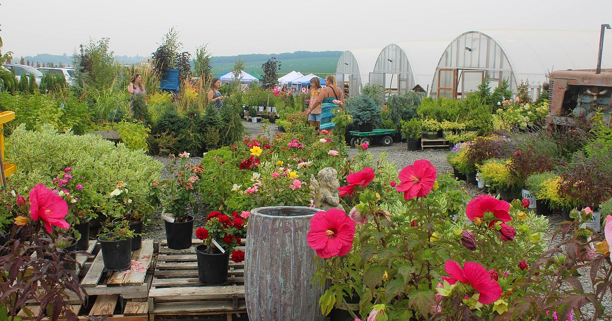 A festival of flowers: Nursery event bigger than ever | Columbia Basin ...