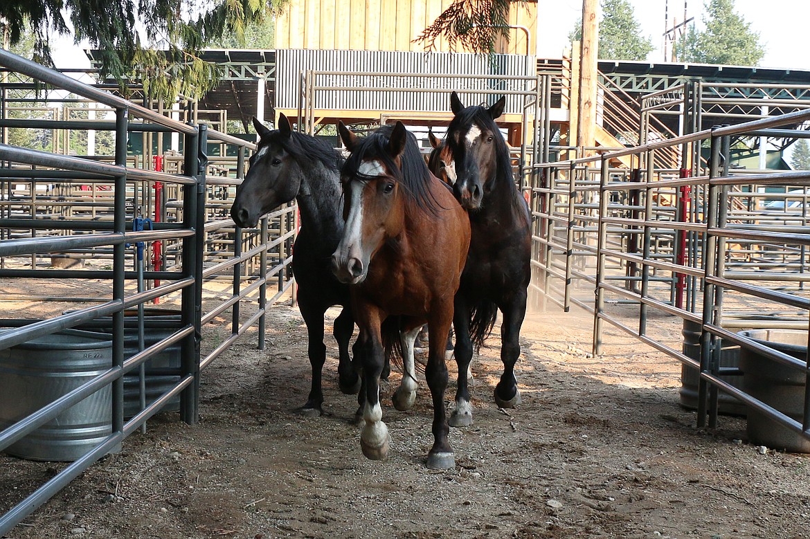 It’s rodeo time | Bonner County Daily Bee
