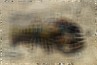 Critters of North Idaho: Signal Crayfish | Coeur d'Alene Press