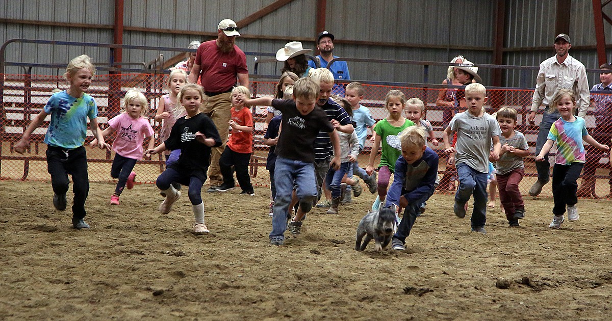 Scramble has youngsters racing to catch pigs | Hagadone News Network