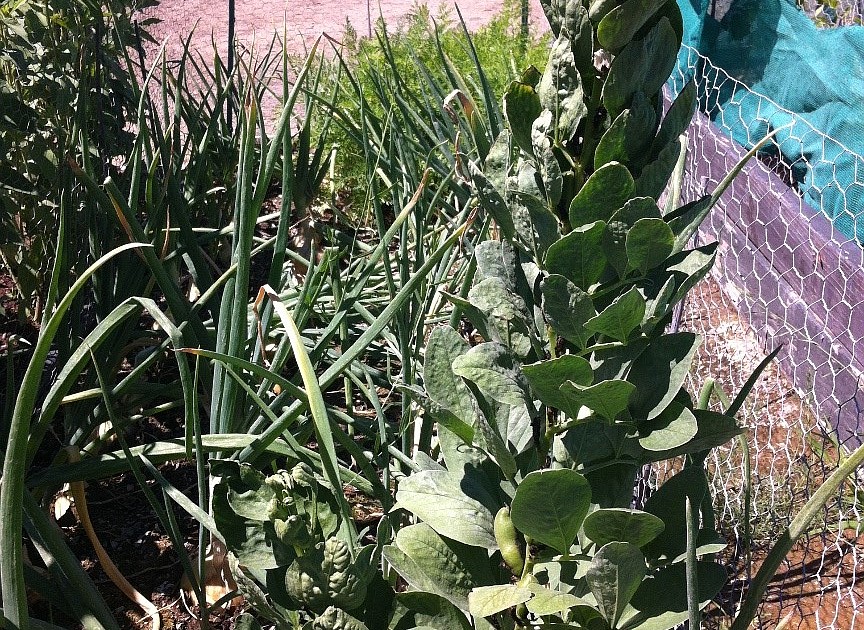 It’s time to plant your garden for fall | Columbia Basin Herald
