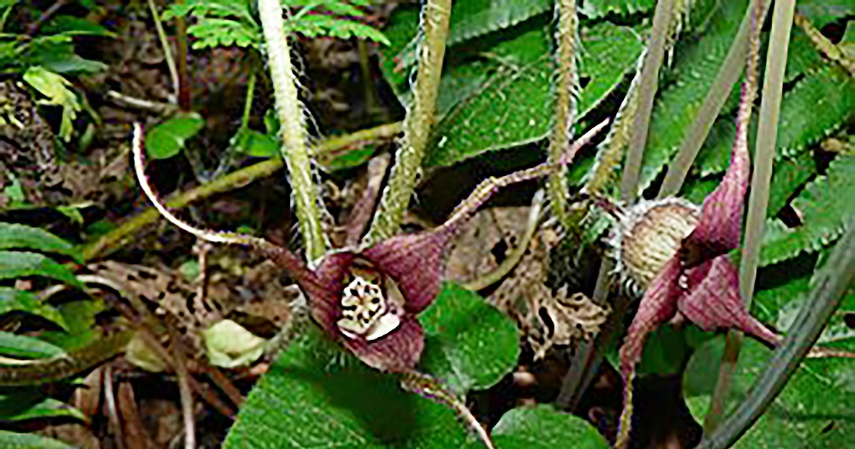 Wild ginger is an ideal groundcover in the right locations | Bonner ...