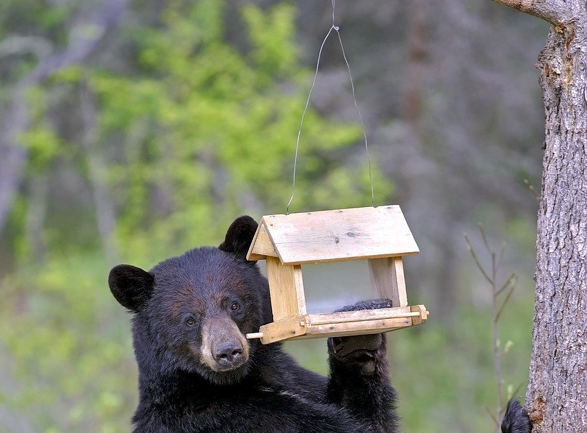 Fish and Game seeks info on Priest Lake poaching | Coeur d'Alene Press