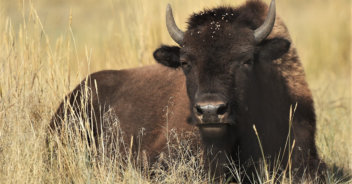 Photos: A day at the Bison Range | Lake County Leader