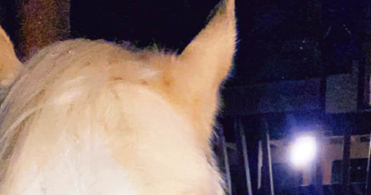 Seeking justice for Rowdy | Coeur d'Alene Press
