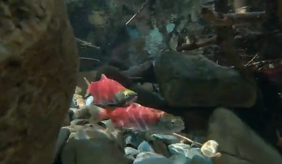 Great time to see kokanee spawning in Trestle Creek | Coeur d'Alene Press