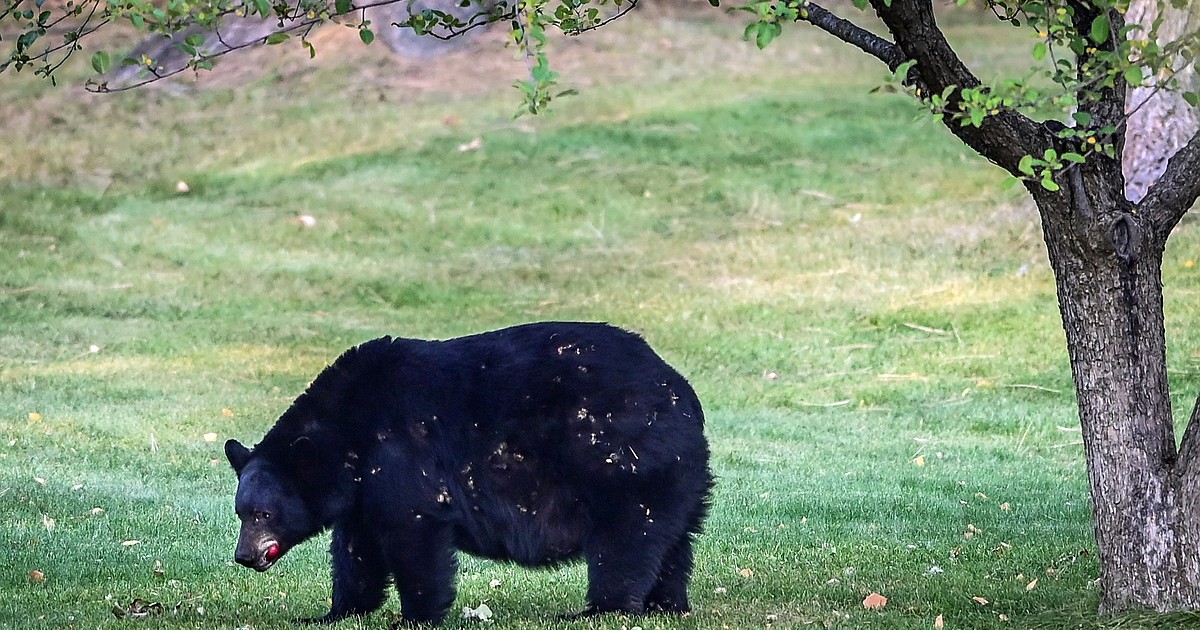 Columbia Falls passes emergency bear law | Daily Inter Lake