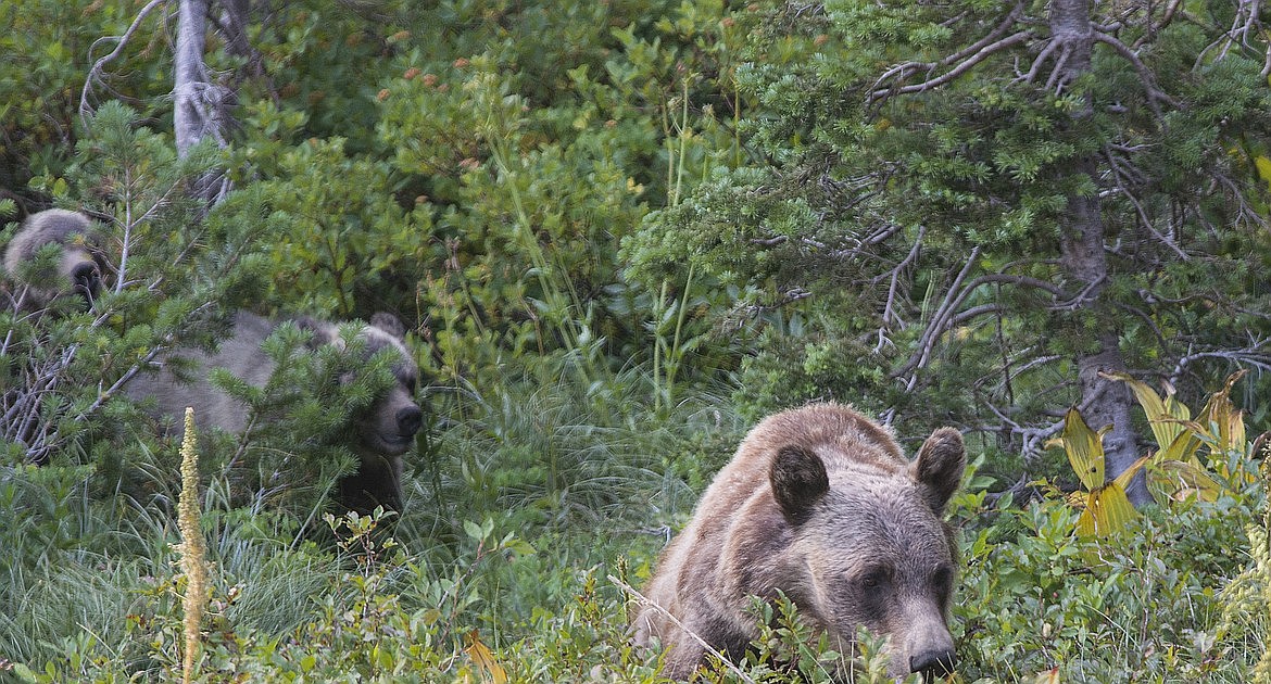 Grizzlies drawn to Columbia Falls by compost, Mont. FWP says | Coeur d ...