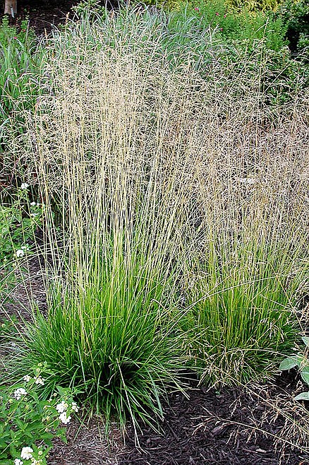 Native grasses add ornamental texture to gardens, yards | Bonner County ...