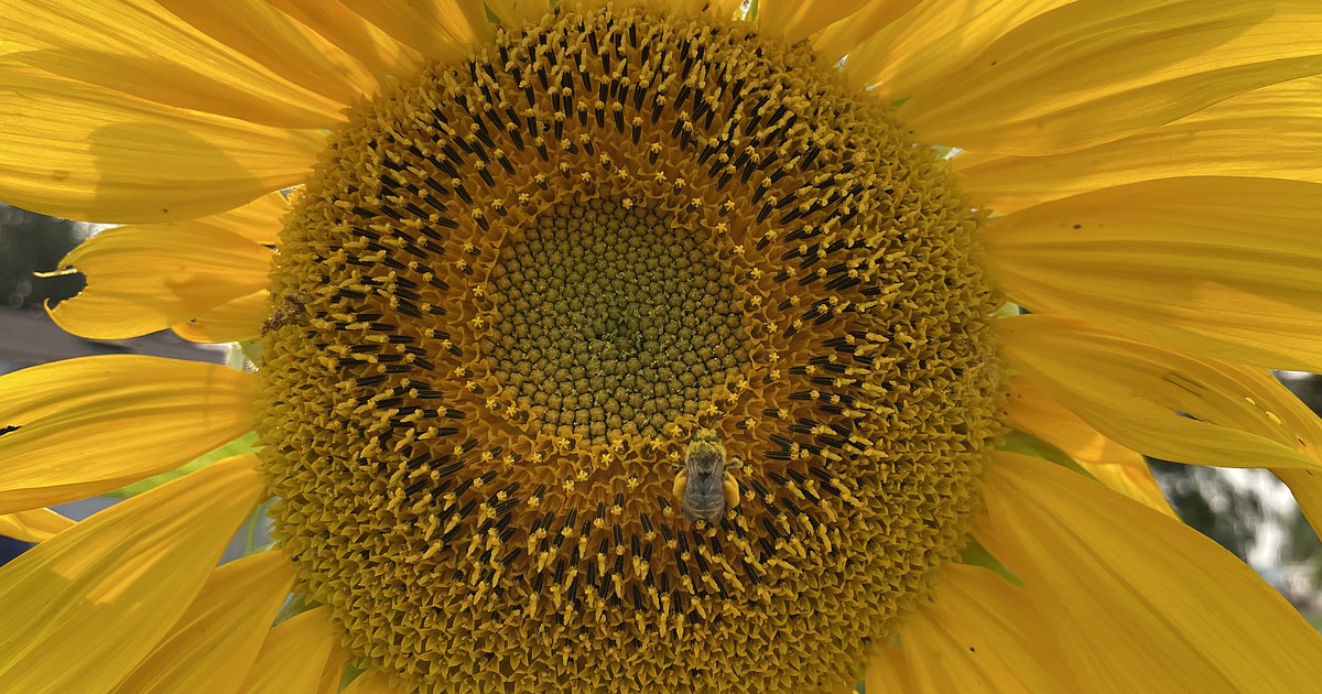 A problem of pollen: Essential critters facing uphill battle in ...