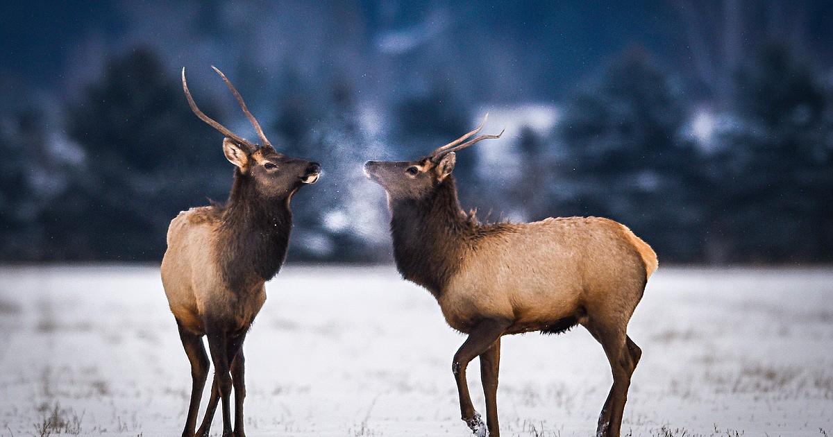 Poached elk found in the Bison Range | Daily Inter Lake