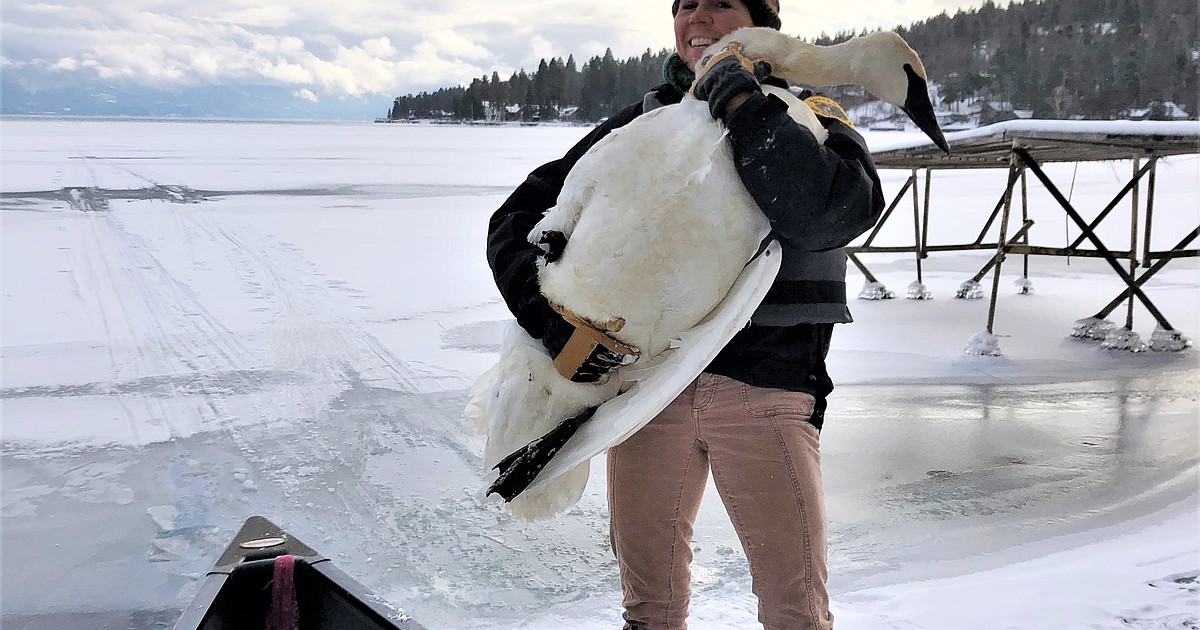 Despite best efforts, swan dies from lead poisoning | Bigfork Eagle