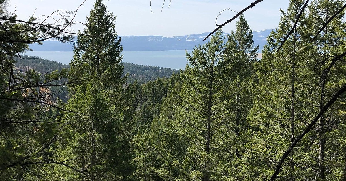 Flathead Land Trust stewards Harrell Forest project in 2022 | Bigfork Eagle