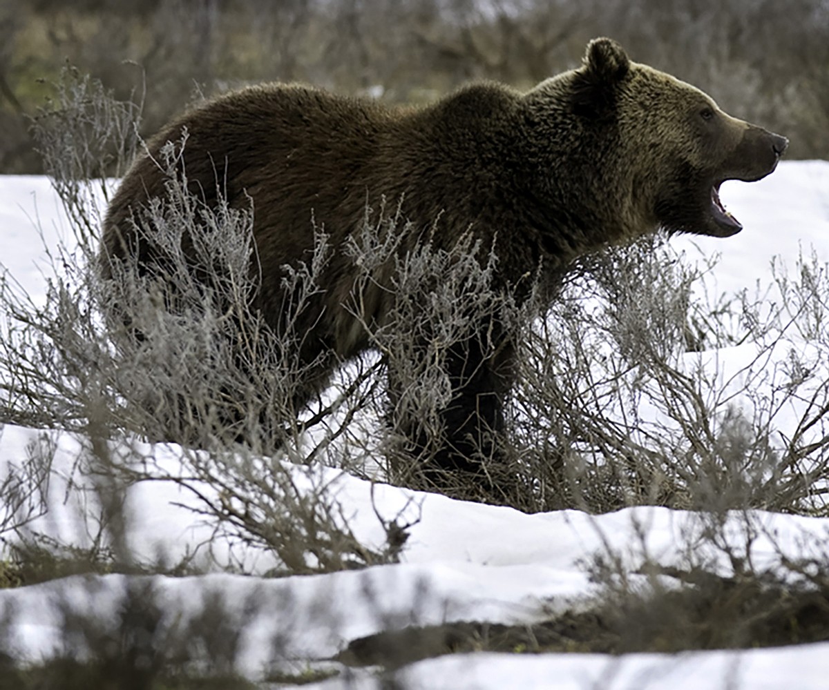 Wildlife experts analyze rare fatal bear attack in Glacier | Coeur d ...