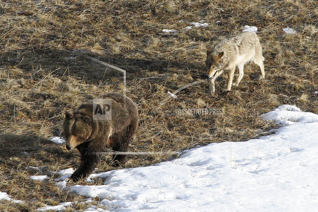 Wolves, bears are wary rivals as they compete for food | Coeur d'Alene ...