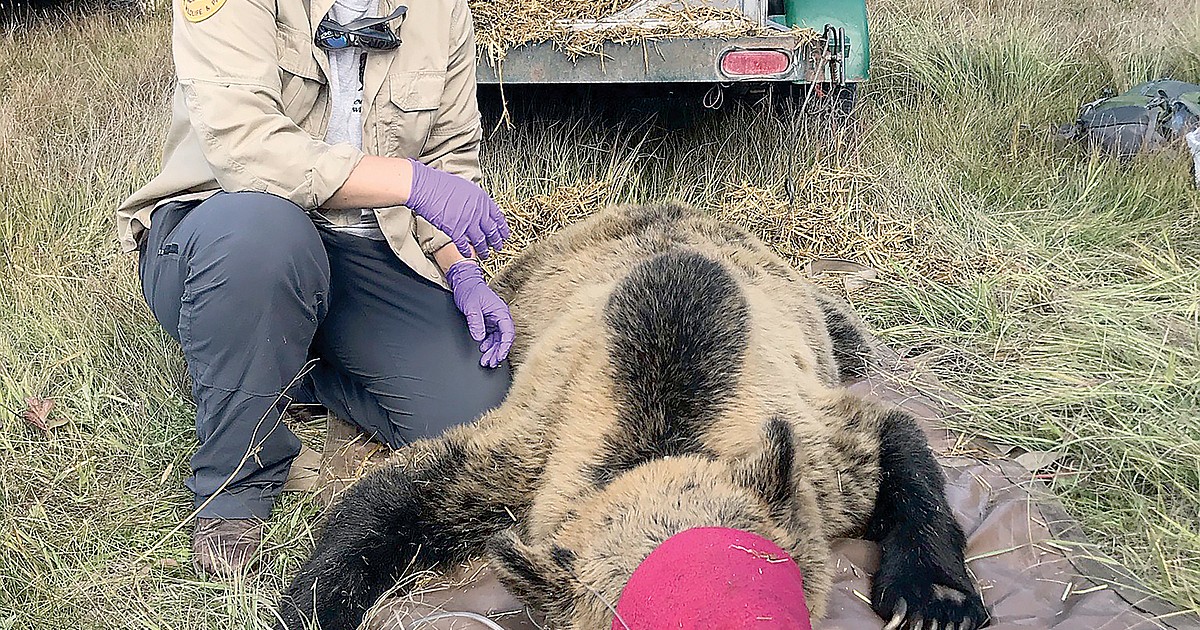 New bear manager ready to hit the woods, neighborhoods | Hungry Horse News