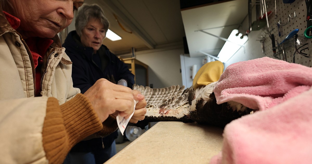 Recovery center for wild birds braces for avian flu | Daily Inter Lake