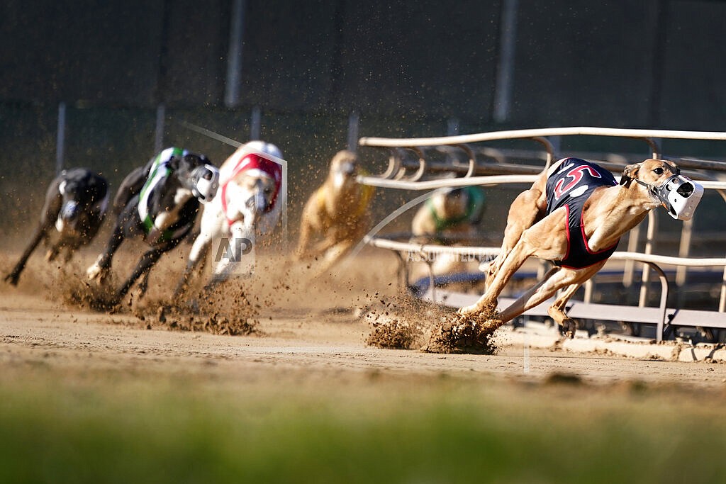 Greyhound racing nearing its end in the US after long slide | Coeur d ...