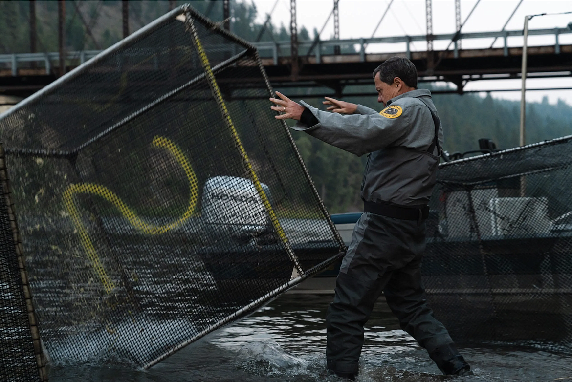 ‘Rock snot’ algae blooms hurting Kootenai River fishery | Daily Inter Lake