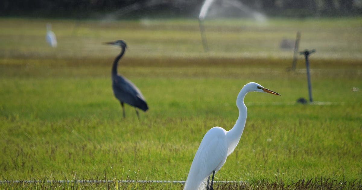Birds of a feather | Columbia Basin Herald