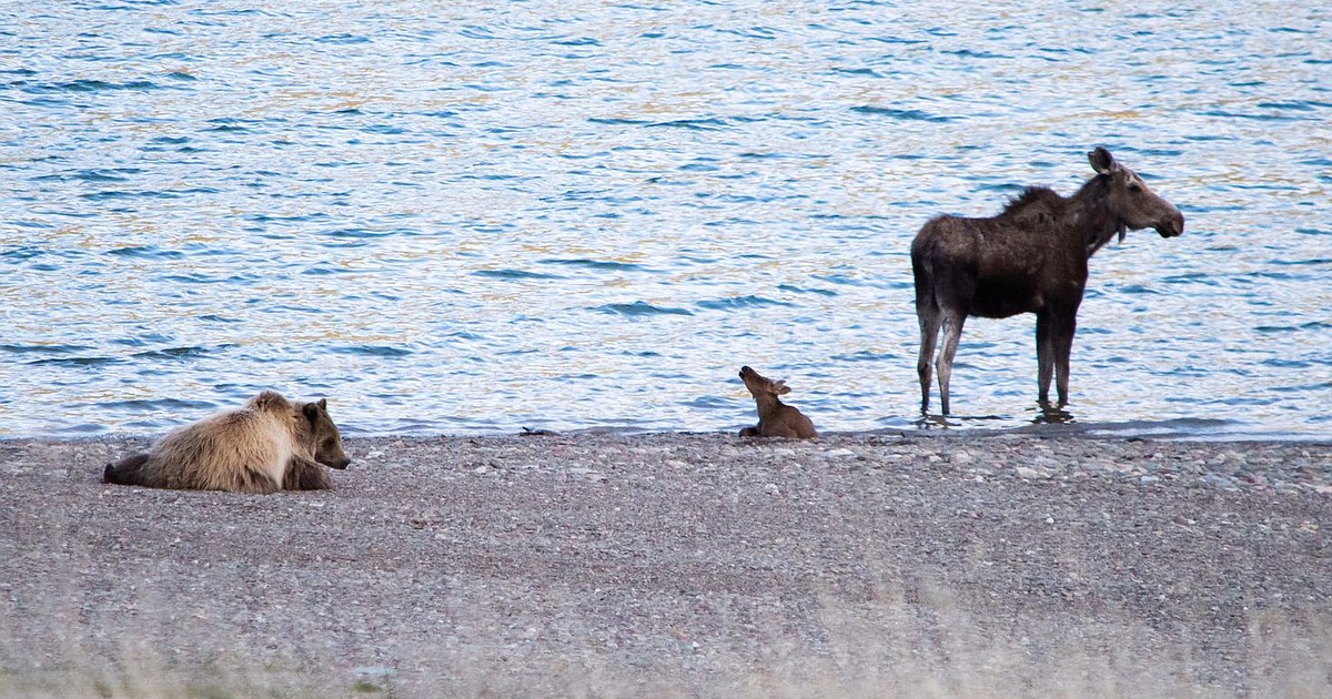 After going viral, Glacier grizzly bear enjoying the limelight | Daily ...